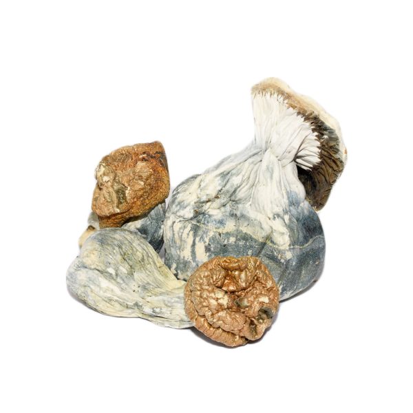 Code Blue - Shrooms - Chronic Farms